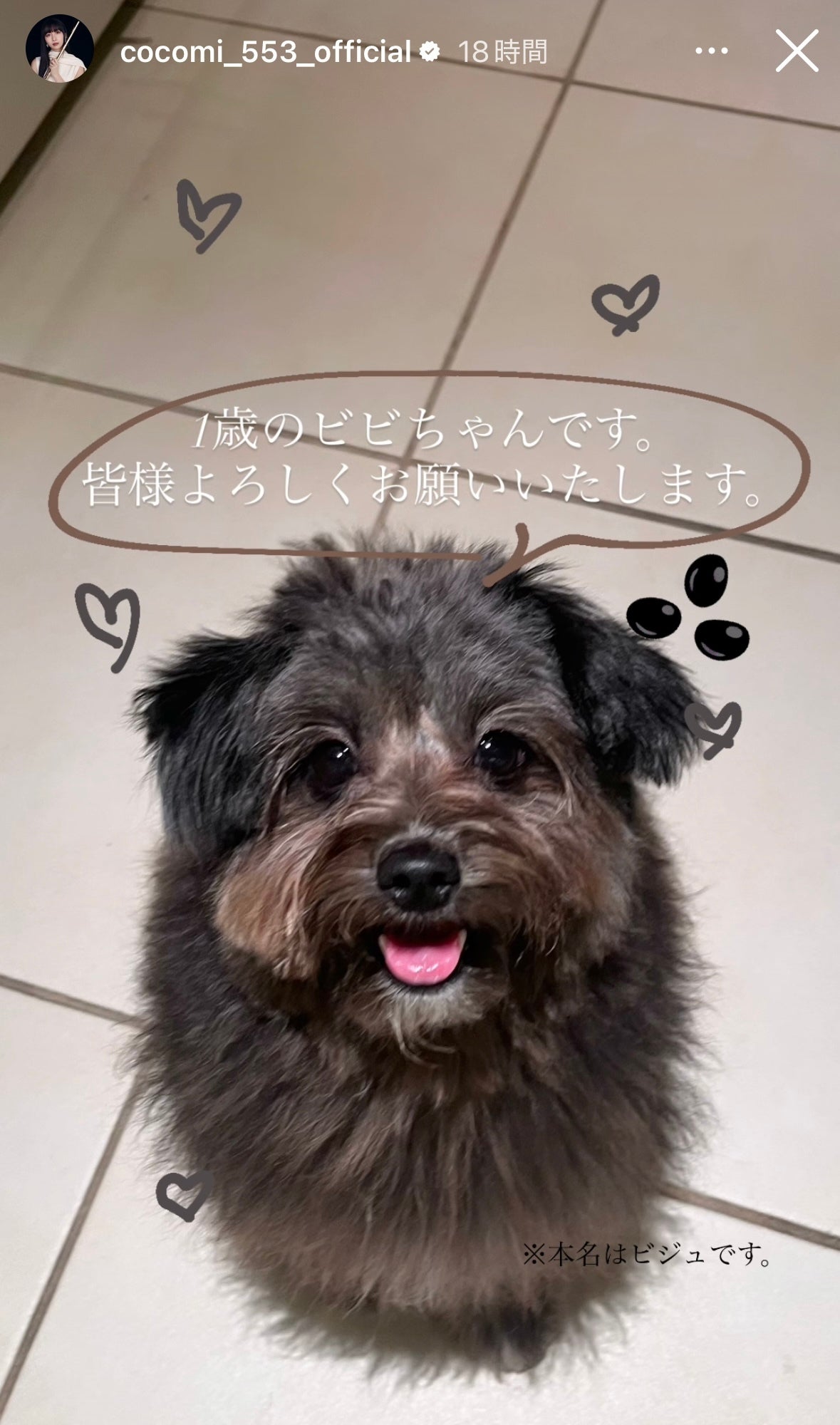 (画像3/31) Cocomi「木村家の新入り」ビビちゃん公開「可愛すぎ」「ますます賑やかになる」の声 - モデルプレス