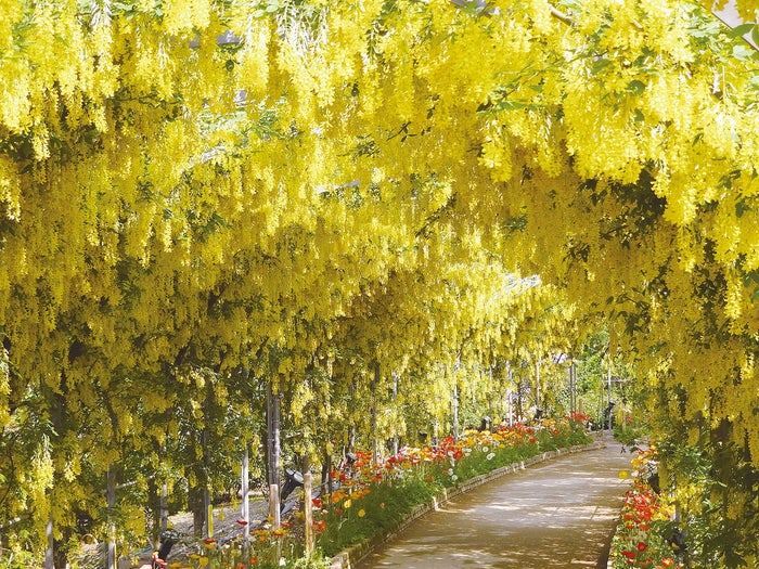 冬旅したくなる栃木の見どころ5選!イルミや温泉を満喫する冬の女子旅へ 女子旅プレス